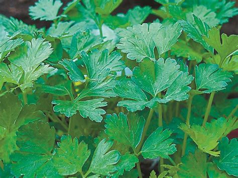 Отглеждане на магданоз Зеленчуци Български Фермер