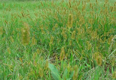 50 Pcs Rare Yellow Foxtail Grass Seeds Setaria Glauca P061 Etsy