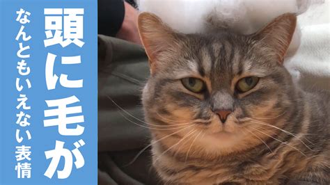 なんとも言えない表情♡抜け毛を頭に乗せられちゃった猫 ねこちゃんホンポ Tv Yahoo Japan