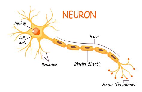 Neuron Diagram Labeled Quiz