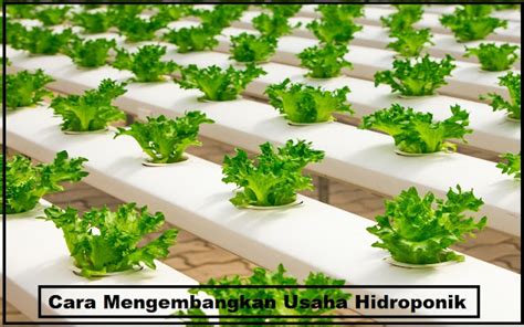Tips Dan Cara Mengembangkan Usaha Hidroponik Untuk Pemula