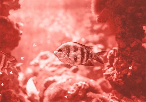 Peixes Que Nadam No Oceano Contra Um Fundo Dos Corais Na Cor Do Coral