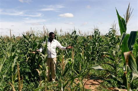 Two Decades On Zimbabwe Takes Stock Of Mugabe Land Reform Legacy Ibtimes