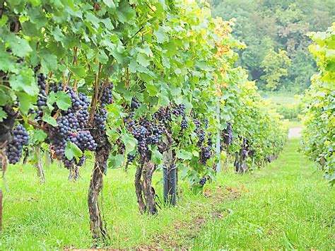 ချင်းပြည်နယ်အတွင်းရှိ ခရိုင်လေးခရိုင်၌ စပျစ်ဧက ၃၆၀ ကျော်စိုက်ပျိုးထား Myawady Webportal