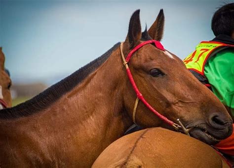 Дөргөн сумын хурдан морь сонирхогчид Facebook