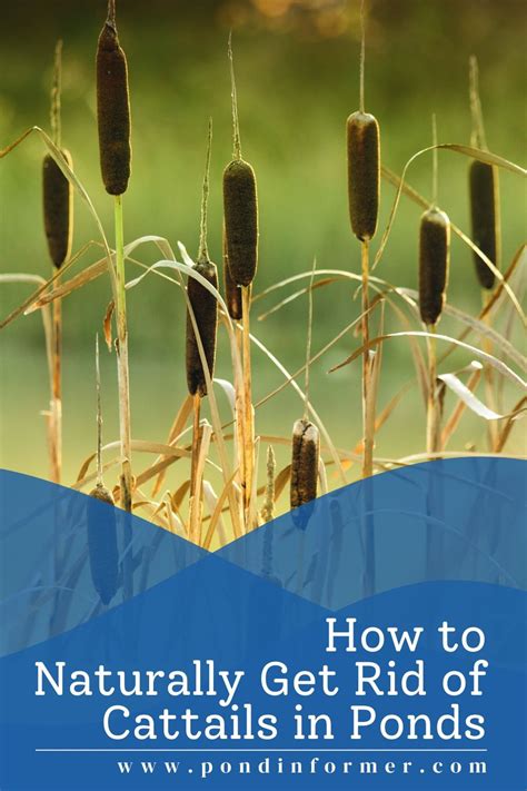 Best 12 How To Kill Cattails In A Pond 4 Easy Natural Ways Artofit