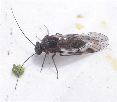 Psocodea Psocidae Diagram Quizlet