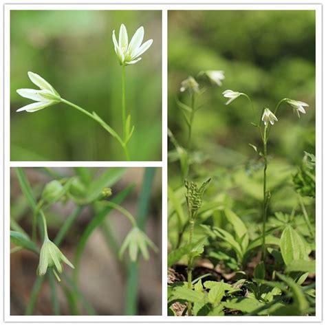 三花顶冰花图册 360百科