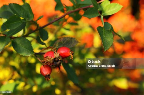 녹색 잎의 배경에 잘 익은 빨간 로즈 힙 과일 밝은 가을 배경 수확 비타민 C의 함량이 높은 제품 0명에 대한 스톡 사진 및 기타 이미지 Istock