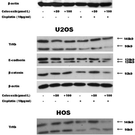 Regulation Of MDR1 MRP1 And BCRP Expression Western Blot Analysis