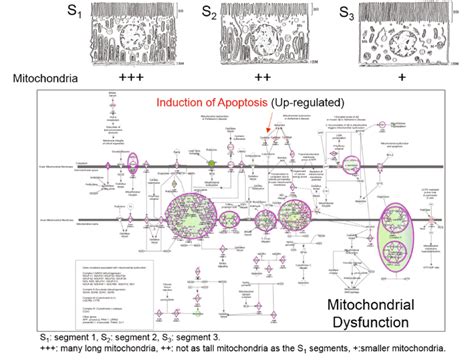 An Example Of A Pathway Analysis Of Dna Microarray Data Obtained After Download Scientific