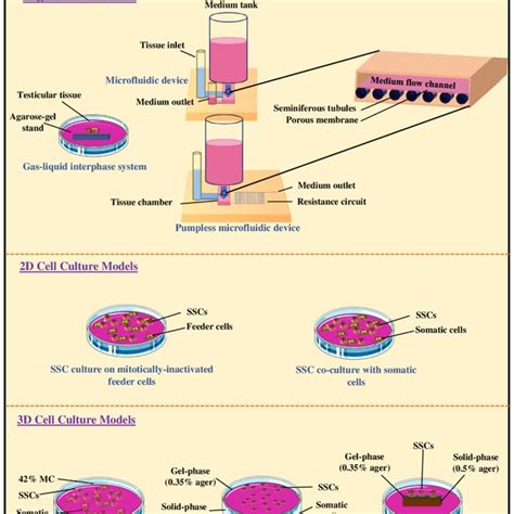Schematic Representation Of Organotypic Culture Of Testicular Tissue