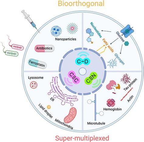 利用分子探针将振动成像引入化学生物学 Acs Chemical Biology X Mol