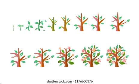 Tree Growth Process Timeline Tree Growth Stock Vector Royalty Free Shutterstock