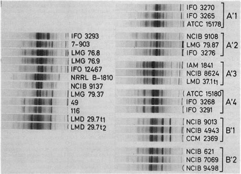 Normalized Protein Electropherograms Of 30 Representative Gluconobacter