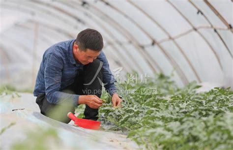 贵州玉屏：大棚西瓜授粉忙 人民图片网