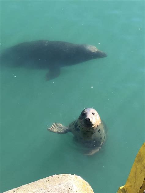 Seals In Howth Ireland Grey Seal Ireland Howth