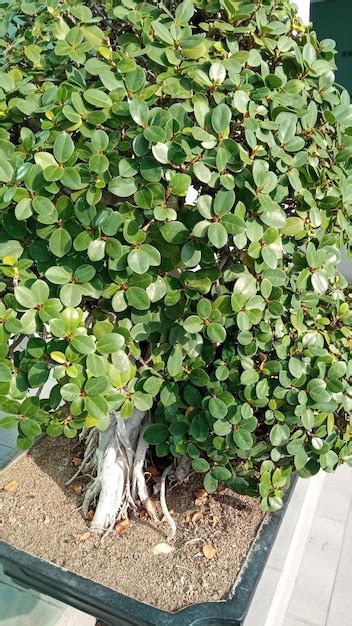 Premium Photo Bonsai Miniature Tree