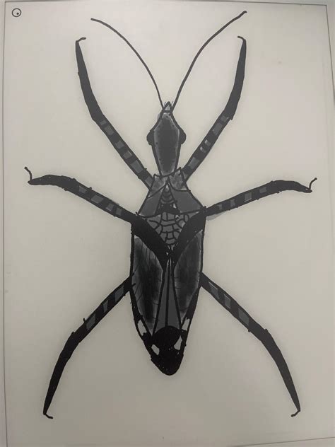 Assassin Bug Sketch By Johnnydacitipapti On Deviantart