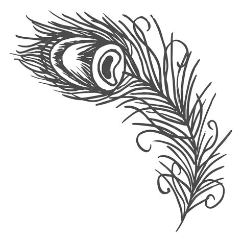 Premium Vector Clip Art Drawn Peacock Feather On A White Background