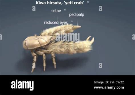 Crustacean Physiology Stock Videos And Footage Hd And 4k Video Clips