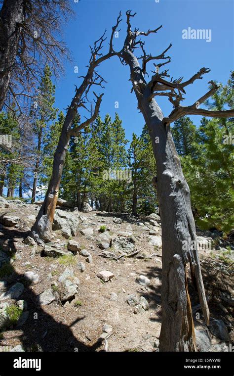 2 Trees Growing Together In An Arch Stock Photo Alamy