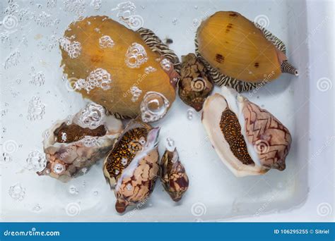 Thai Alive Snails In Restaurant Stock Image Image Of Fishing Food