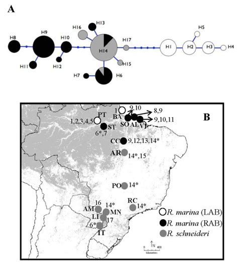 Mitochondrial Cyt B Genealogy A Haplotype Genealogy From Maximum