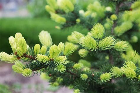 침 엽 수 나무 밝은 새로운 상승 바늘입니다 봄 빛 그린 전나무 트리 분기입니다 0명에 대한 스톡 사진 및 기타 이미지 0명