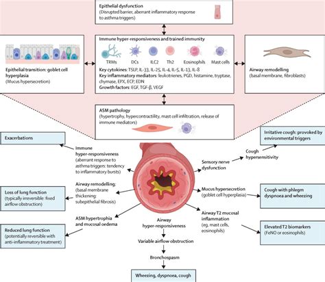 Eosinophiles Asthma