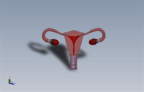 人体生理 女性生殖系统solidworks 2010模型图纸免费下载 懒石网