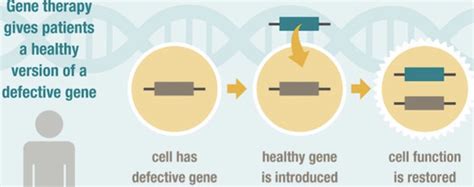 Genetic Basis Of Human Disease Iii Flashcards Quizlet