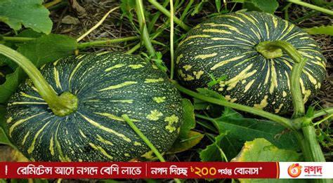 মিষ্টি কুমড়ার বাম্পার ফলন চাষির মুখে হাসি