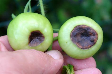 Preventing Blossom End Rot On Tomatoes Laidback Gardener