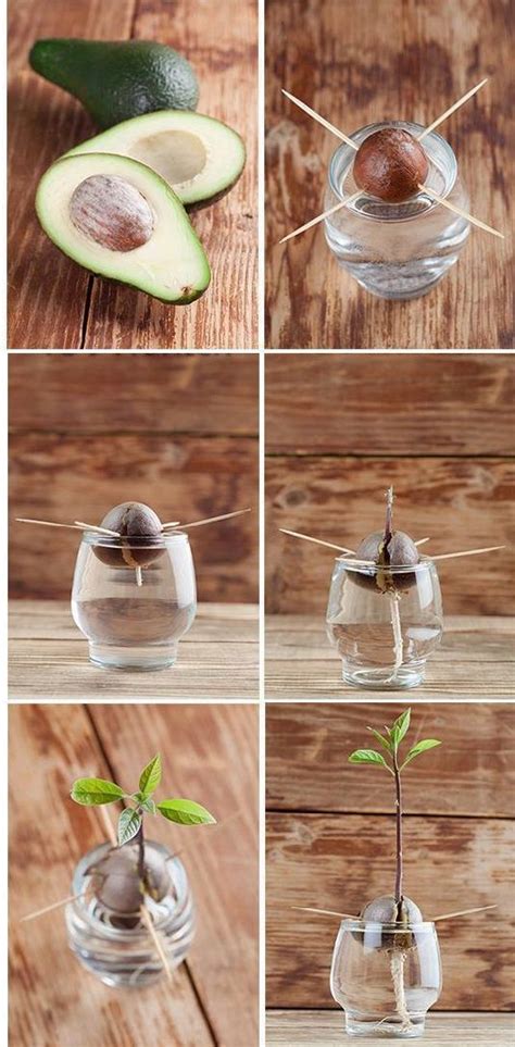 How To Grow Avocado From Seed Or Pit