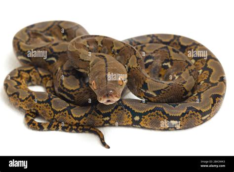 Reticulated Python Python Reticulatus Isolated On White Background