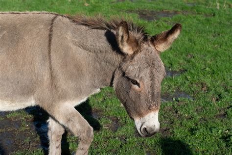 Definitive Guide To Domestic Donkey Facts Habitat Conservation Status