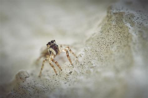 Insect Entomology Spider Free Photo On Pixabay Pixabay