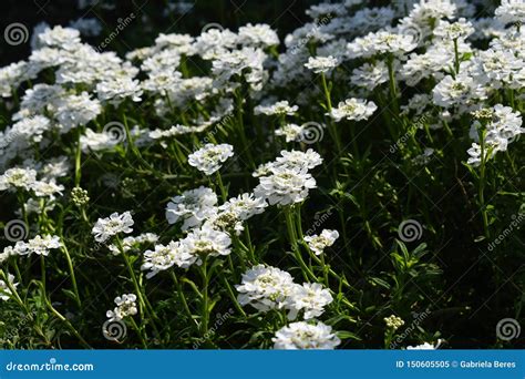Iberis Sempervirens Flowers Growing In The Park Stock Image Image Of