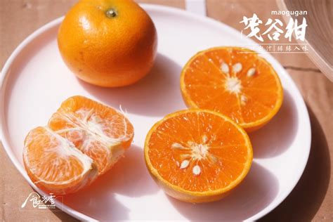 福建茂谷柑茂谷柑广西茂谷柑第11页大山谷图库