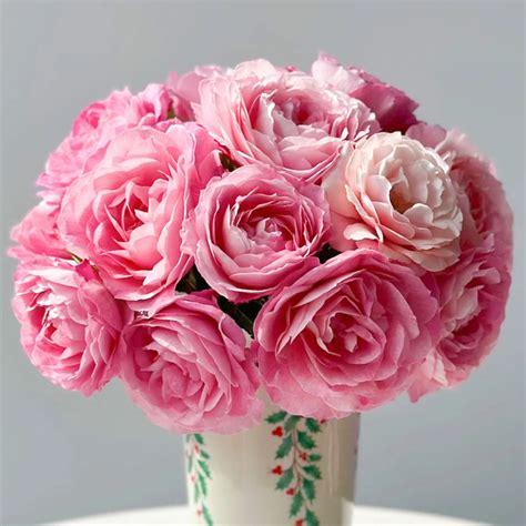 Premium Own Root Garden And Florist Rose Bushes Ships Nationwide