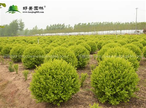 金叶女贞球图片价格沭阳金叶女贞球沭阳县好景园林绿化苗木场