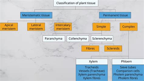 Most Important Topics Of Tissues Class 9 Asterisk Classes