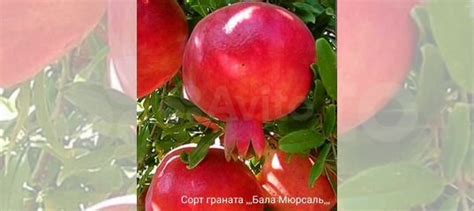 Саженцы граната купить в Крымске | Товары для дома и дачи | Авито