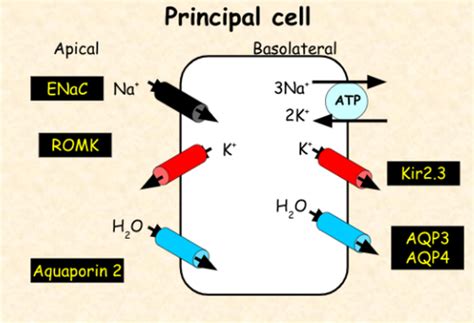 Gene Models And Nephron Function 3 20 Flashcards Quizlet
