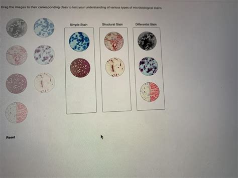 Solved Drag The Images To Their Corresponding Class To Test