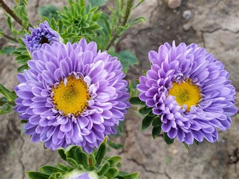 Blumen Lila Kostenloses Foto Auf Pixabay Pixabay