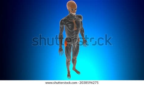 Tensor Fasciae Latae Muscle Anatomy Medical Stock Illustration 2038596275 Shutterstock