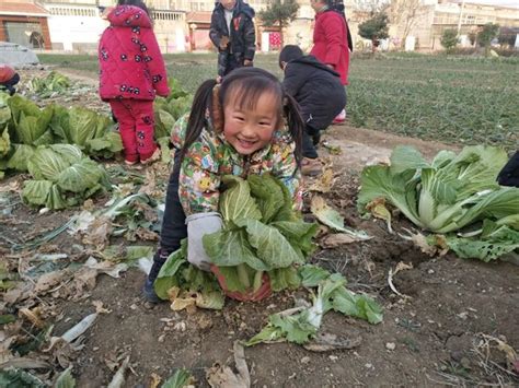 “播种希望、收获快乐” ——港头镇第一幼儿园种植园地丰收白菜活动报道校园之窗新沂教育