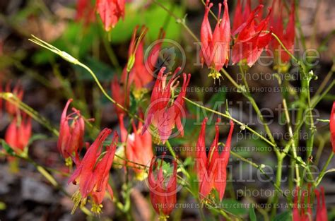 Aquilegia Canadensis Little Lanterns